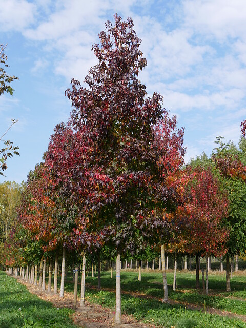 Liquidambar styraciflua | Amberboom - Van den Berk Boomkwekerijen